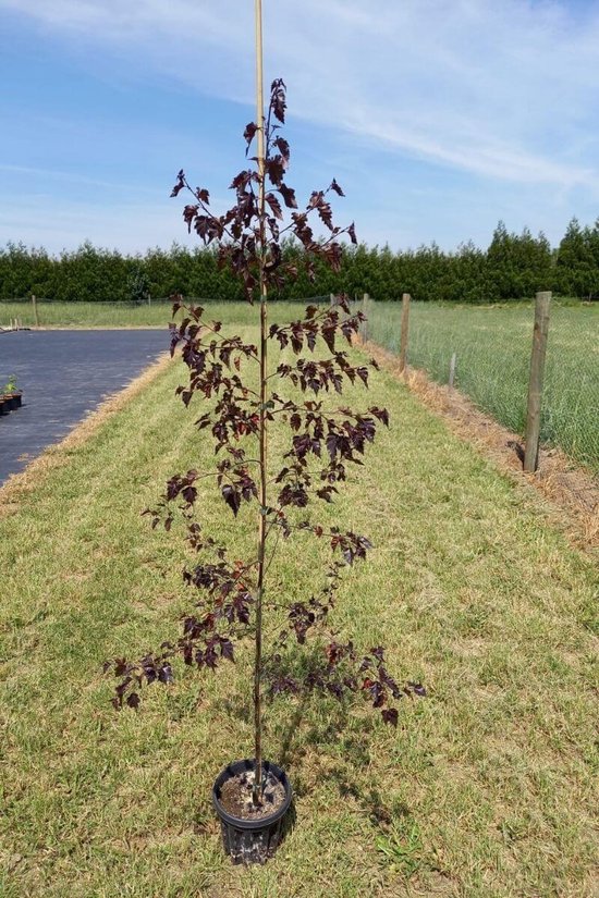 Jonge Roodbladige Berk boom | Betula pendula 'Royal Frost' | 100-150cm ...