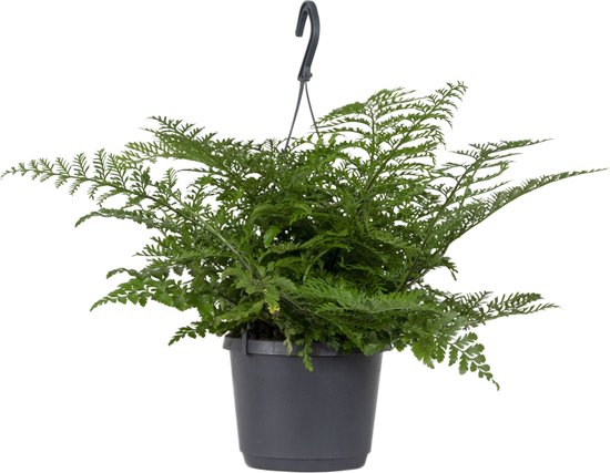 Asplenium Parvati – Krulvaren – Hangplant – Luchtzuiverend – ⌀17 cm ...