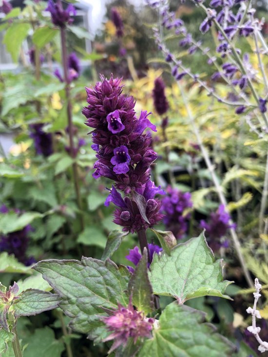 12x Dropplant (Agastache 'Blue Boa') - P9 pot (9x9) | bol