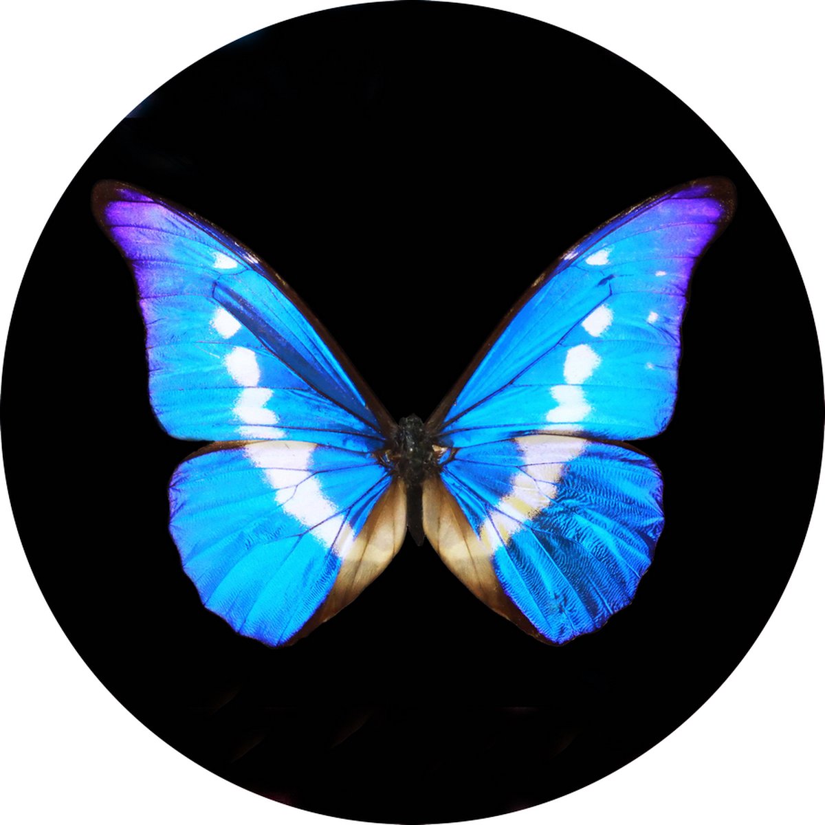 Atlides Halesus rond | bol.com