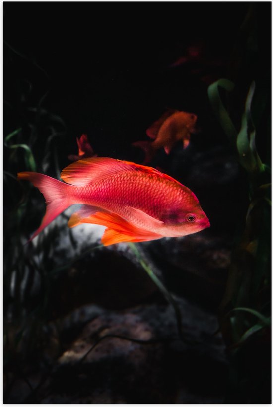 WallClassics - Poster (Mat) - Rode Vis Zwemmend in Vijver - 60x90 cm ...