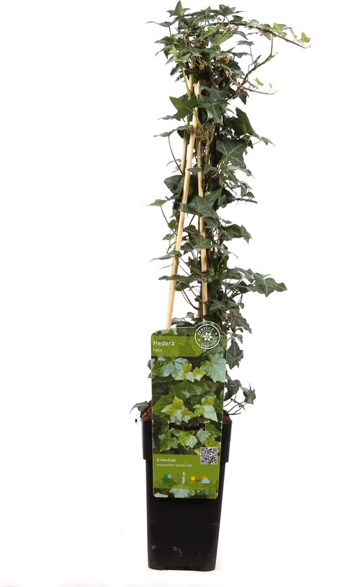 Hello Plants Hedera Helix Kleinbladige \Klimop - Klimplant - Ø 15 cm ...