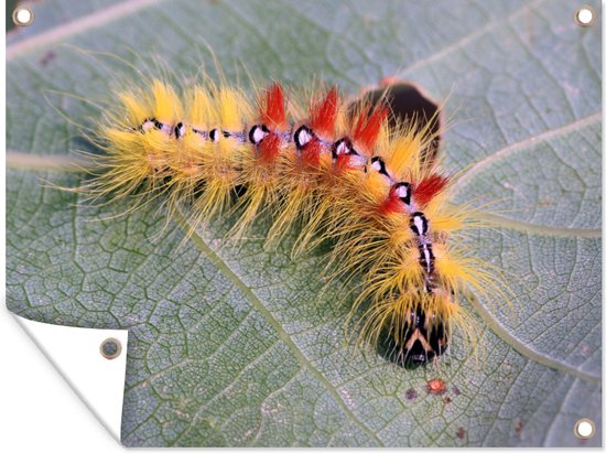 Tuin decoratie Een harige rups op een blad - 40x30 cm | bol