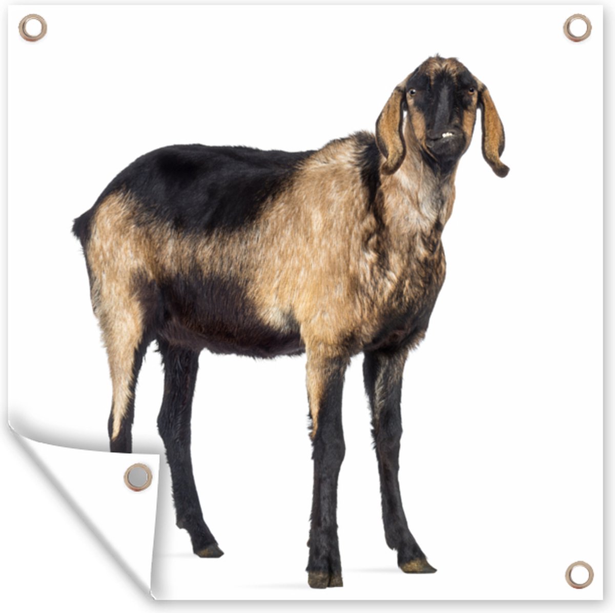 Tuinposters Geit met een grappig gezicht - 50x50 cm | bol.com