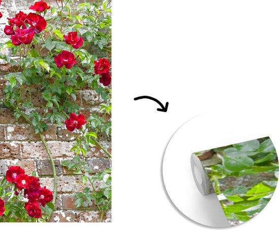 Behang - Fotobehang Klimplant met rode bloemen op een stenen muur ...