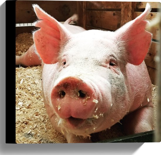 WallClassics - Canvas - Groot Varken Liggend op Zaagsel - 30x30 cm Foto ...