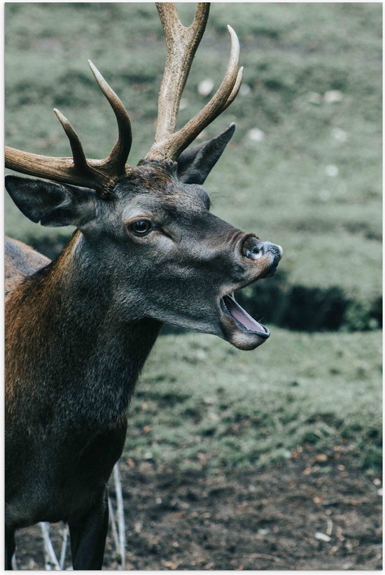 WallClassics - Poster Glanzend – Brullend Hert met Groot Gewei in ...