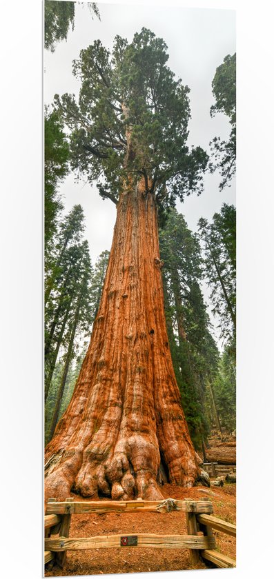 PVC Schuimplaat - Gigantische Boom omringd door Bomen - 50x150 cm Foto ...