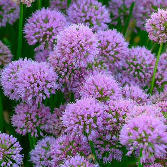 Sierui (Allium) 'Millennium' | 1 stuk | 11x11 cm Kwekerspot | Paars | bol