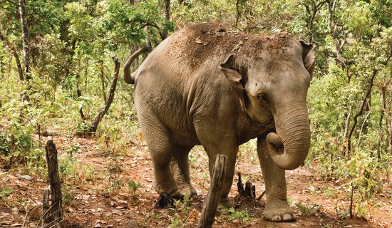 Inductieplaat Beschermer - Olifant onder het Zand lopend door Bos - 90x52 cm - 2 mm... | bol.com