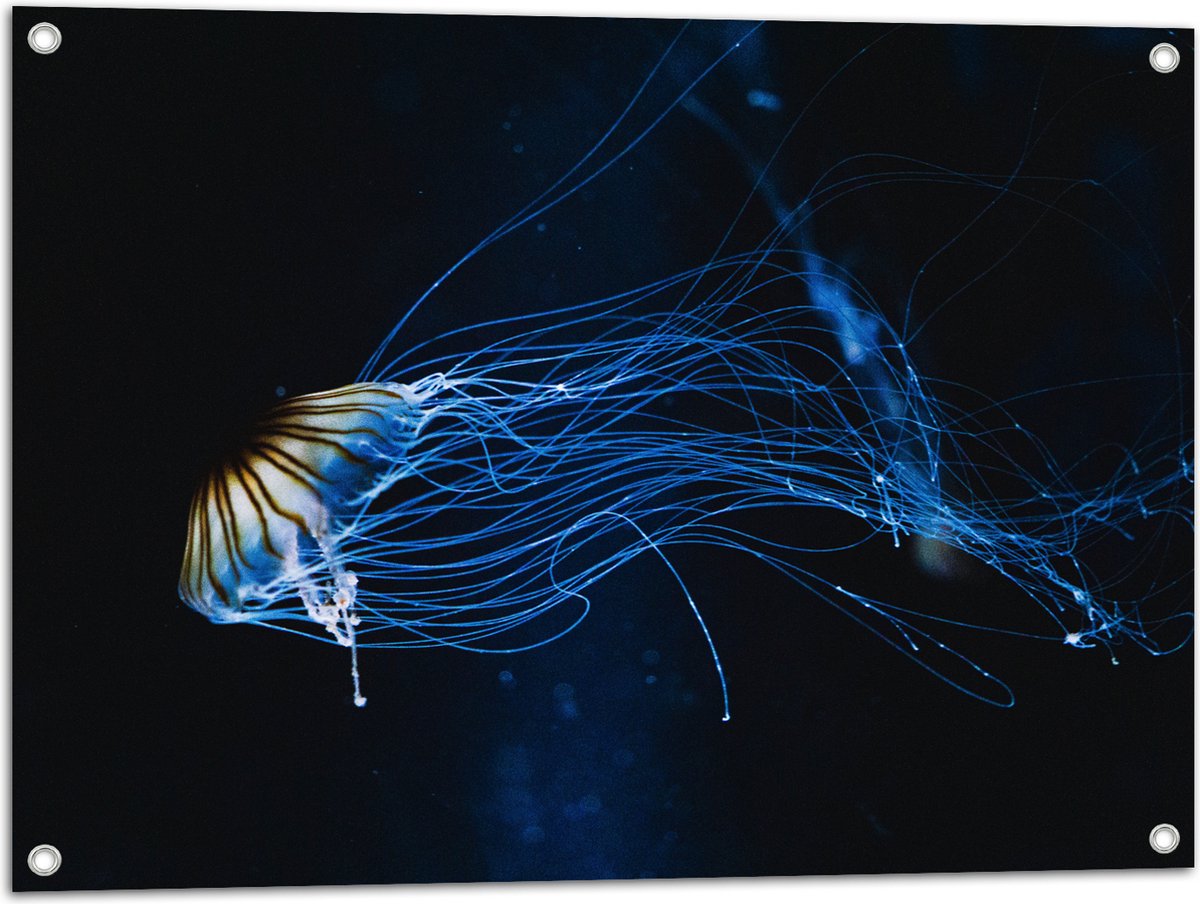 Tuinposter – Lichtgevende Blauwe Kwal in de Zee - 80x60 cm Foto op ...
