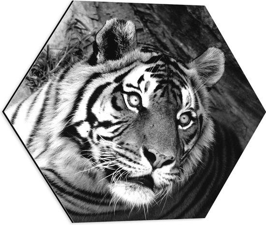 WallClassics - Dibond Hexagon - Liggende Tijger bij Boomstam (Zwart ...