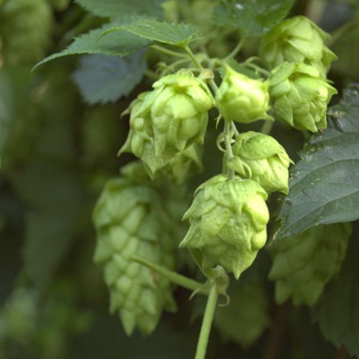 6 x Humulus Lupulus 'Target' - Hop pot 9x9cm | bol.com