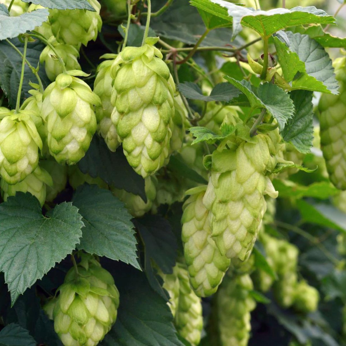 6 x Humulus Lupulus 'Magnum' - Houblon doré 'Magnum' godet 9cm x 9cm ...