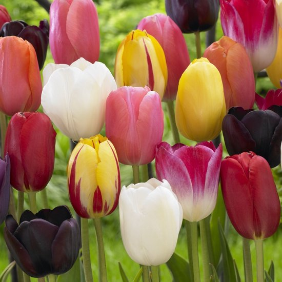 Tulp laat bloeiend gemengd | 10 stuks | Enkel laat | Meerkleurig | bol