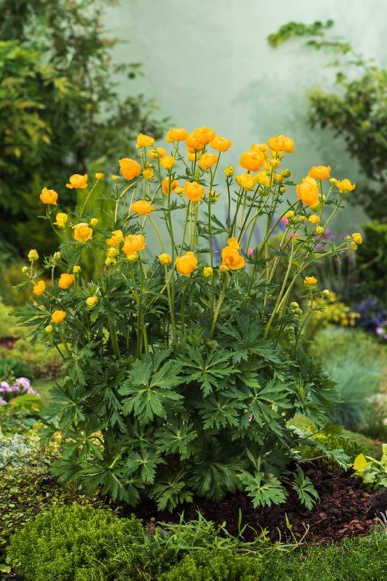 3 stuks | Trollius chinensis 'Golden Queen' P9 cm | bol