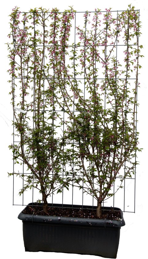 Loofboom – Japanse sierkers (Prunus Okame) – Hoogte: 180 cm – van ...