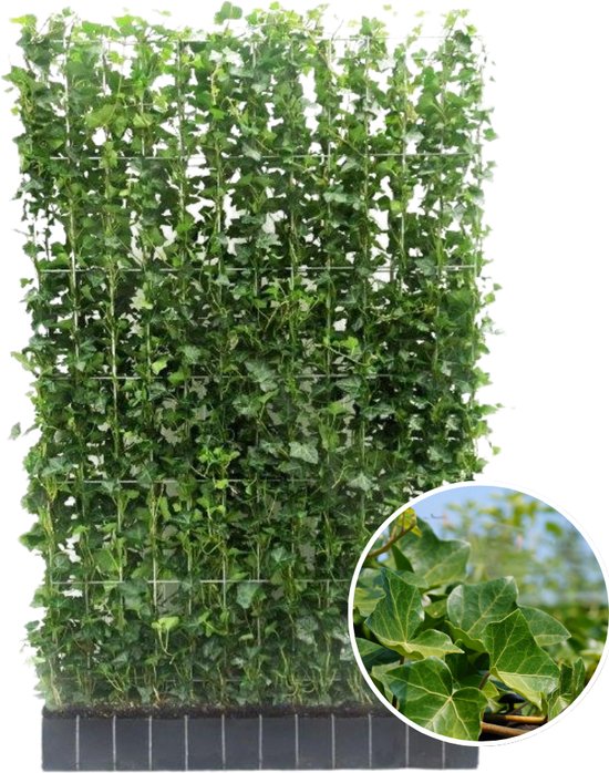Kant-en-Klaag klimophaag, Klimopplant, Haag, Kleur Groen, Hedera ...