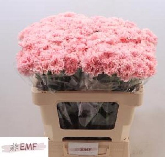 DutchFlowers - Boeket - 10x Monstera blad 80cm | bol