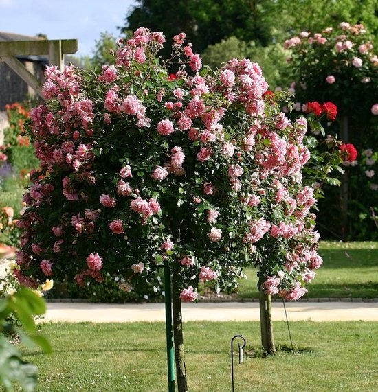NatureNest - Stamrozen mix - Rosa - Rood, Wit, Roze - 3 stuks - 120-140 ...