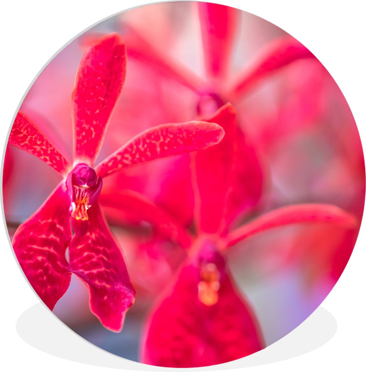 Cercle Mural - Cercle Mural Intérieur - Orchidée Rouge en Été - ⌀ 60 cm ...
