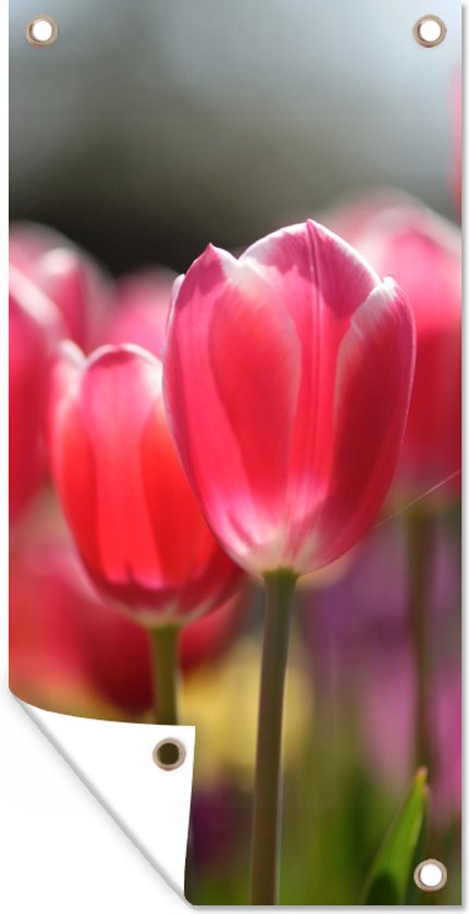 Poster de jardin Fleurs tulipes roses - 40x80 cm - Décoration murale ...