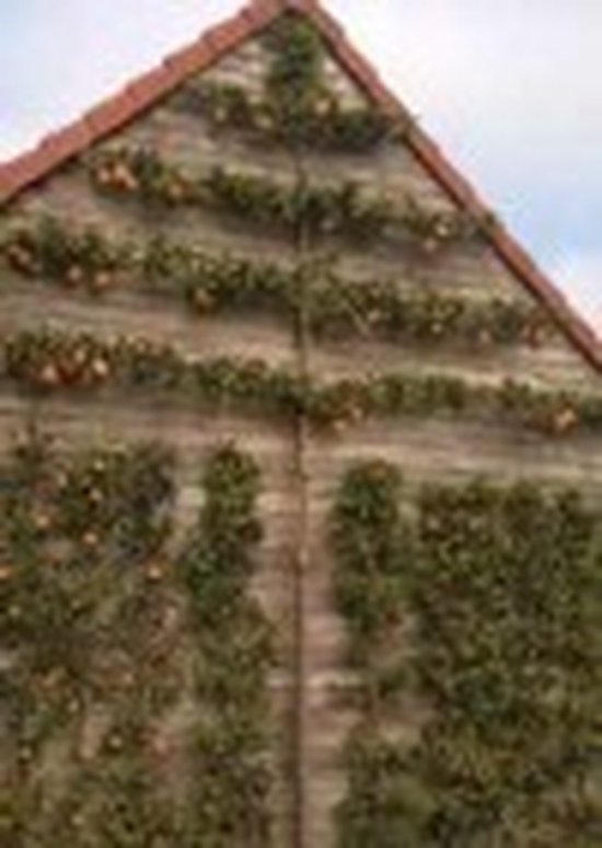 De kunst van het snoeien, Marcel Vossen | 9789461617088 | Boeken | bol