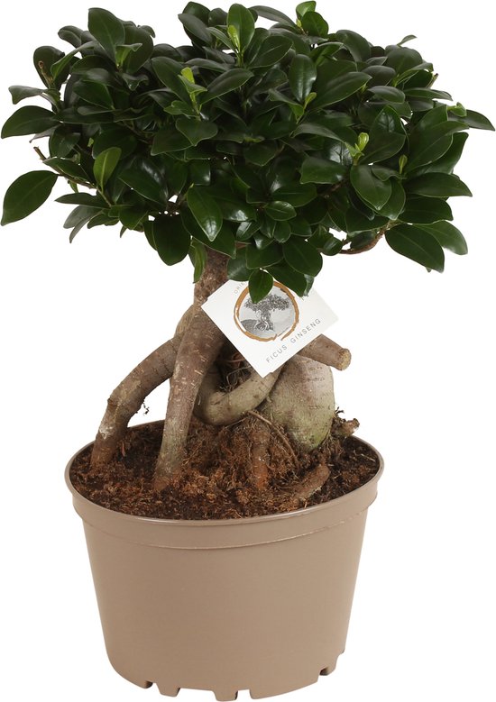 WL Plants - Ficus Microcarpa Ginseng - Bonsai - Bonsai Boompje ...