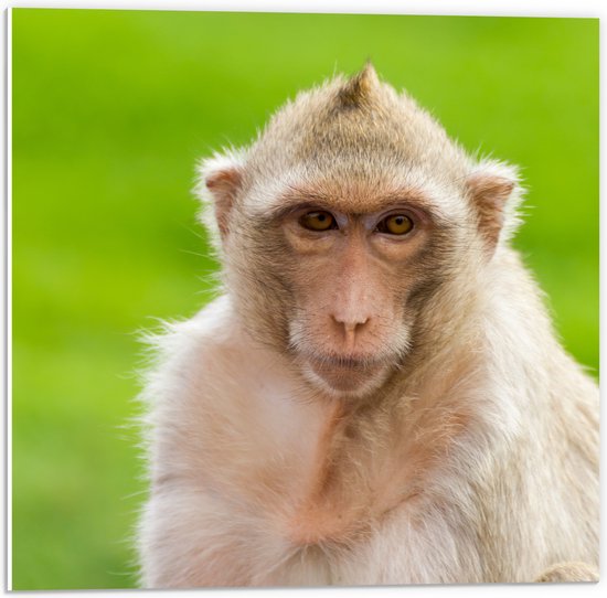 PVC Schuimplaat- Onschuldig Kijkende Makaak Aap in Groene Omgeving ...