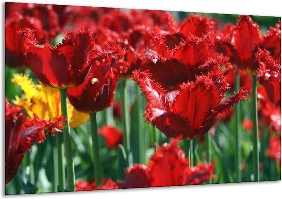 Glasschilderij Tulp - Rood, Groen, Geel - 120x70cm 1Luik - Foto Op Glas ...