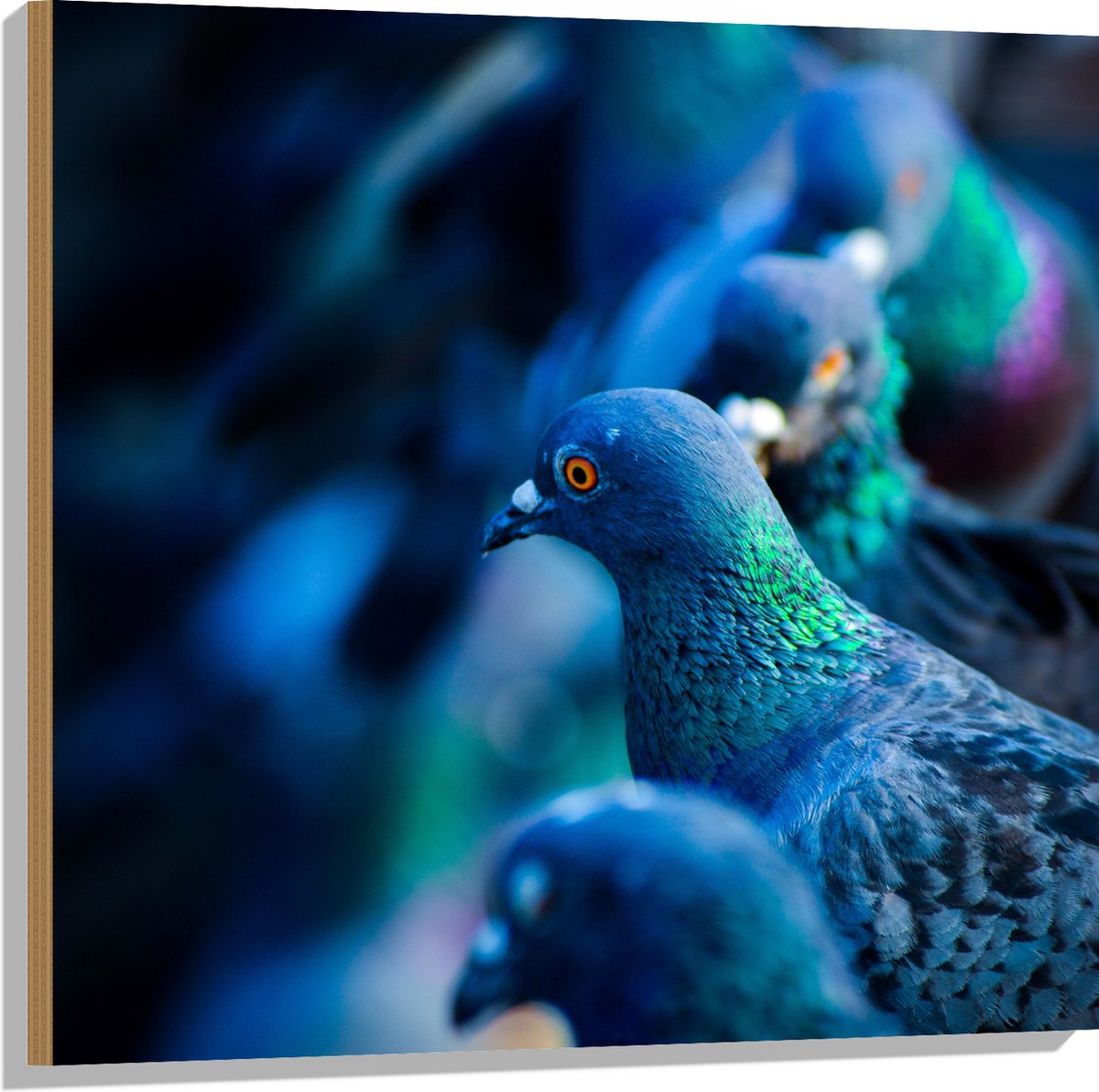 Hout - Groep Starende Duiven in Blauw Licht - 80x80 cm - 9 mm dik ...