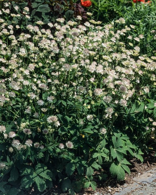 Astrantia major 'Snow Star' - 2 liter pot | bol