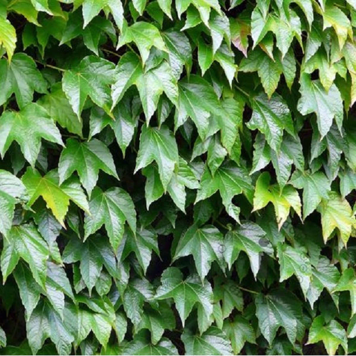 Parthenocissus Tricuspidata Veitch Boskoop Wilde Wingerd - Klimplant ...