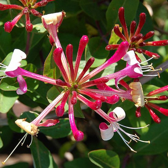 Lonicera Japonica 'Red World' - Kamperfoelie - 50-60 cm in pot ...