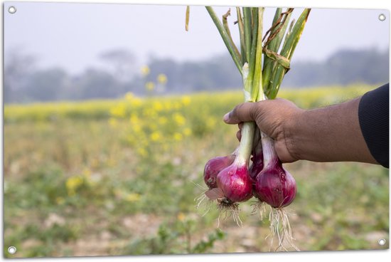 Tuinposter – Rode Uien in Hand van Boer bij Weiland - 105x70 cm Foto op ...