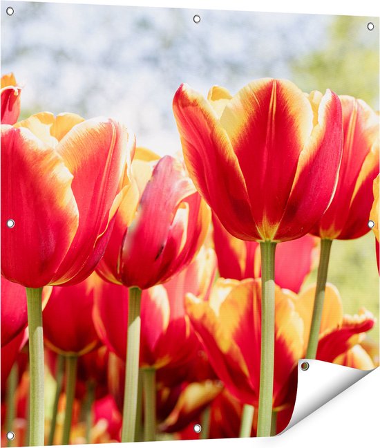 Gards Tuinposter Oranje Rode Tulpen - 90x90 cm - Tuindoek ...