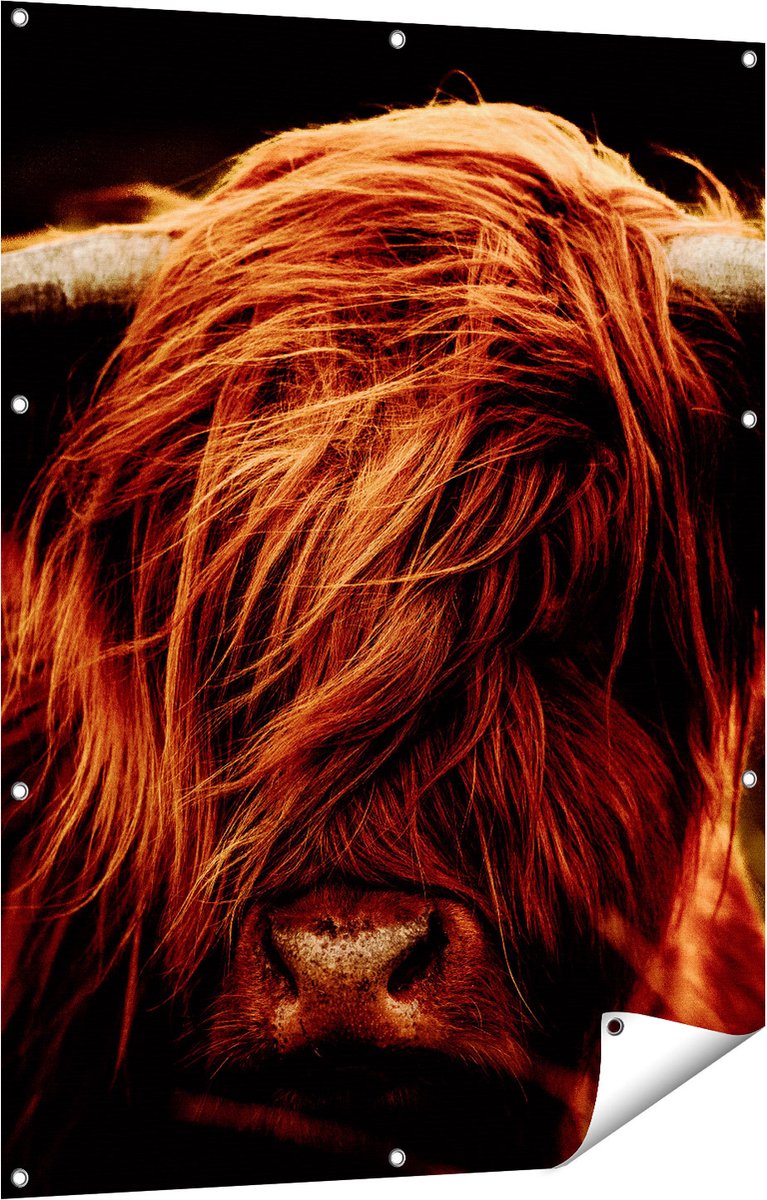 Gards Affiche de jardin Scottish Highlander Tête de vache - Couleur - 90x120 cm -... | bol.com