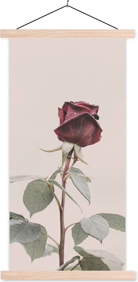 Porte-affiche avec affiche - Affiche scolaire - Fleurs - Rouge - Roses ...