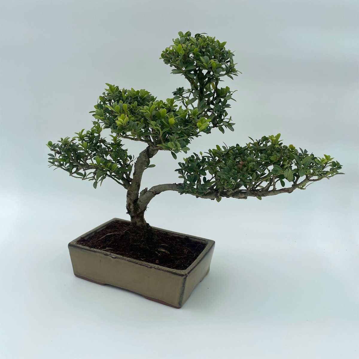 Bonsaiwonder - ILEX - Bonsai boompje - Voor binnen en buiten - Hoogte ...