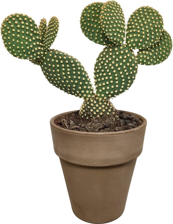 Cactus Mickey Mouse - Opuntia Microdasys hoogte 12cm potmaat 12cm | bol
