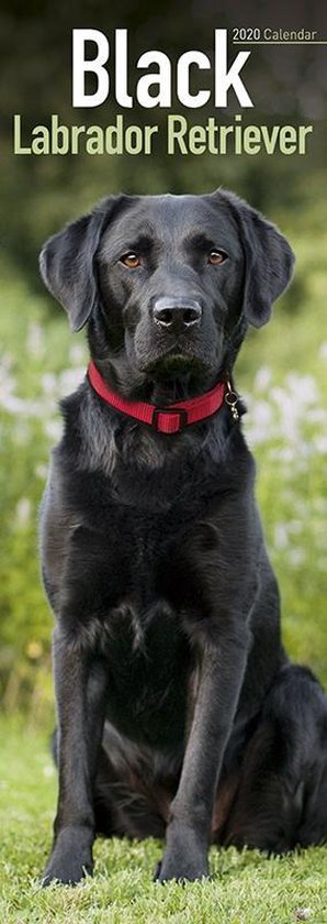 Labrador Retriever Kalender Zwart 2020 Slimline | bol.com