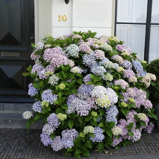 4 x Seringhortensia Roze|Paars - Boerenhortensia Winterhard - Hydrangea ...