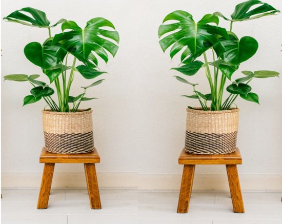 NatureNest - Gatenplant - Monstera Deliciosa - Groot - 2 stuks - 65 ...