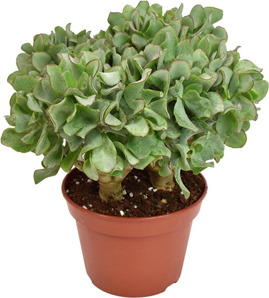 Plantenboetieknl Crassula Arborescens Undilatifolia Kamerplant Hoogte 21cm Bol