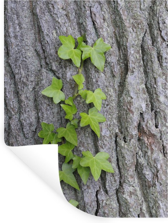 Muurstickers - Sticker Folie - Een kleine Hedera klimop op een dikke ...
