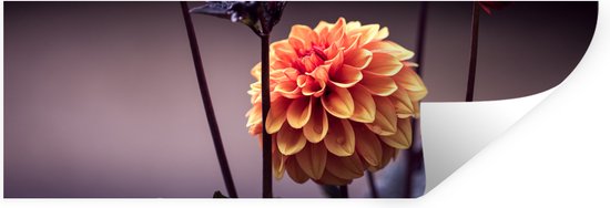 Muurstickers - Sticker Folie - Bloemen - Chrysant - Macro - Planten ...