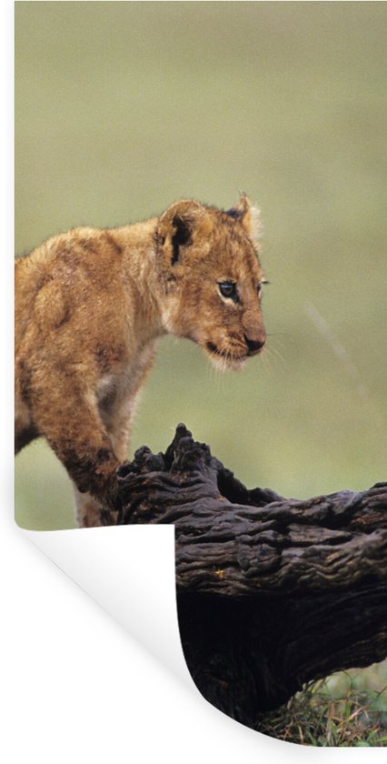 Muurstickers - Sticker Folie - Leeuw - Boomstam - Welp - 60x120 cm - Plakfolie -... | bol