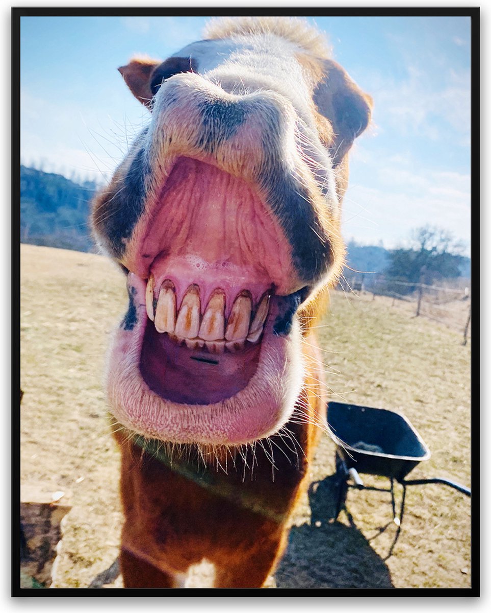 Ezel mond paard gebit fotolijst fotolijst fotolijst met glas 50 x 70 cm ...