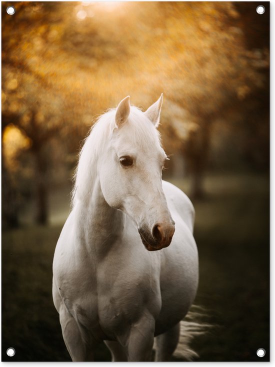 Tuinschilderij Paard - Zon - Herfst - Dieren - Natuur - 60x80 cm ...