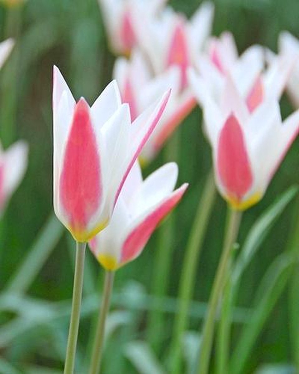 Tulp 'Peppermintstick' 100x - Bloeiende plant - Groeit opgaand - Weinig ...